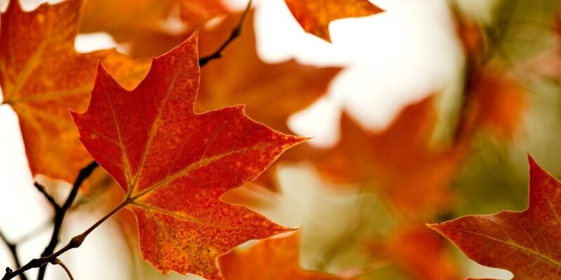 Socially Distant Fall Activities in Detroit